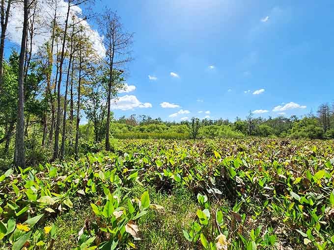 Wetland vegetation thrives under blue skies, showing off the kind of natural beauty that requires zero Instagram filters.
