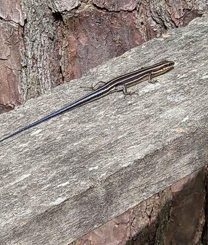 A five-lined skink catches some rays on weathered wood, its racing stripes gleaming like nature's own sports car design.