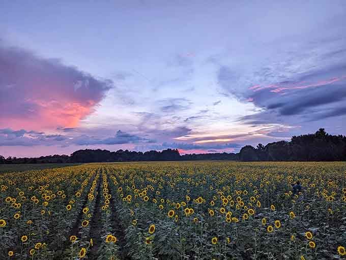 Sunset paints the sky in competing colors, but the sunflowers hold their own against that pink show.