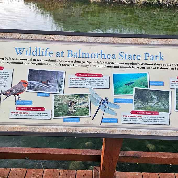 Educational signs reveal the remarkable biodiversity thriving in these waters, from tiny pupfish to visiting dragonflies and herons.