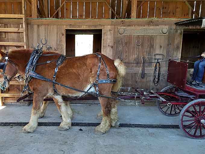 Harnessed up and ready to roll, this horse knows exactly how to make an entrance.