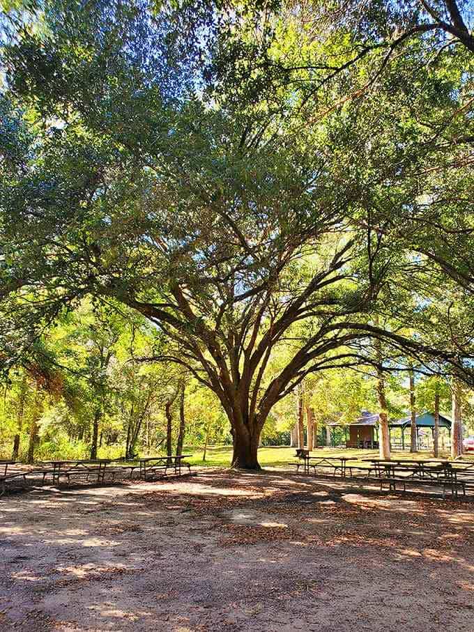 Majestic trees provide natural shade for picnicking, reminding us that Alabama's beauty extends well beyond the famous spring.
