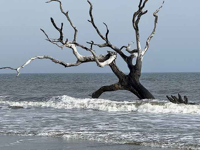 Waves lap at ancient roots as this tree continues its eternal dance with the ocean, unbothered and magnificent.