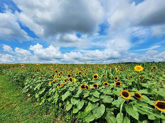 Dramatic clouds frame the sunflower field like nature hired a professional set designer for your visit today.