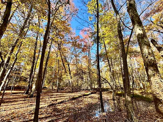 Autumn transforms the forest into a masterpiece that would make any landscape painter weep with joy.
