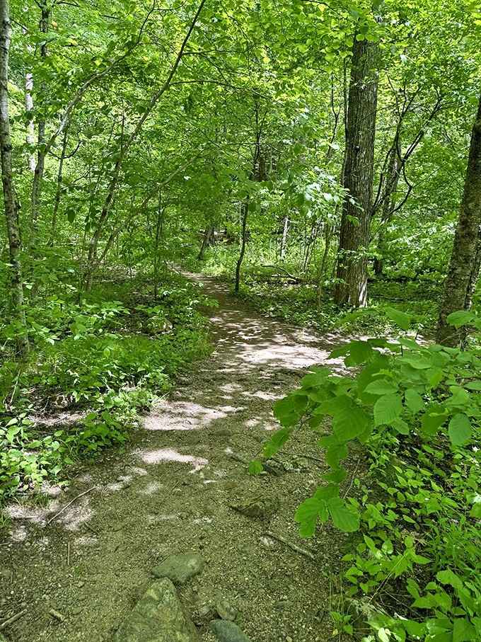 Sunlight filters through the canopy onto well-maintained paths, making it nearly impossible to get lost or complain about the walk.