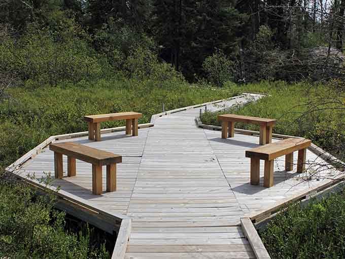 This peaceful boardwalk platform invites contemplation, rest, and maybe a snack while surrounded by wetland beauty.