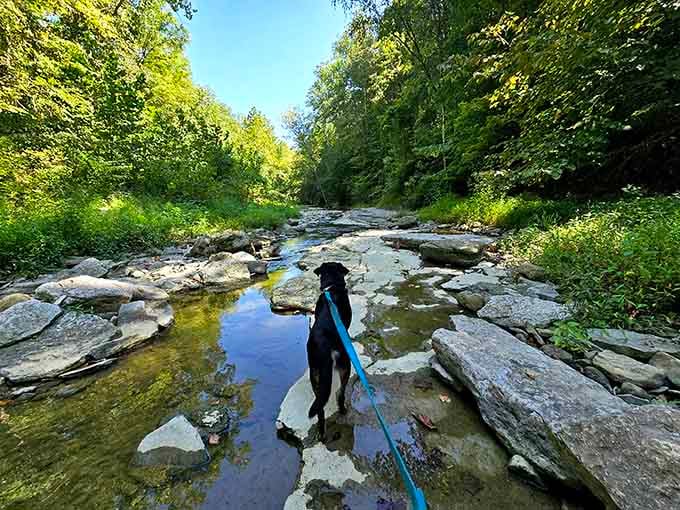 Even four-legged friends appreciate natural beauty, though they're probably more interested in the interesting smells along the trail.