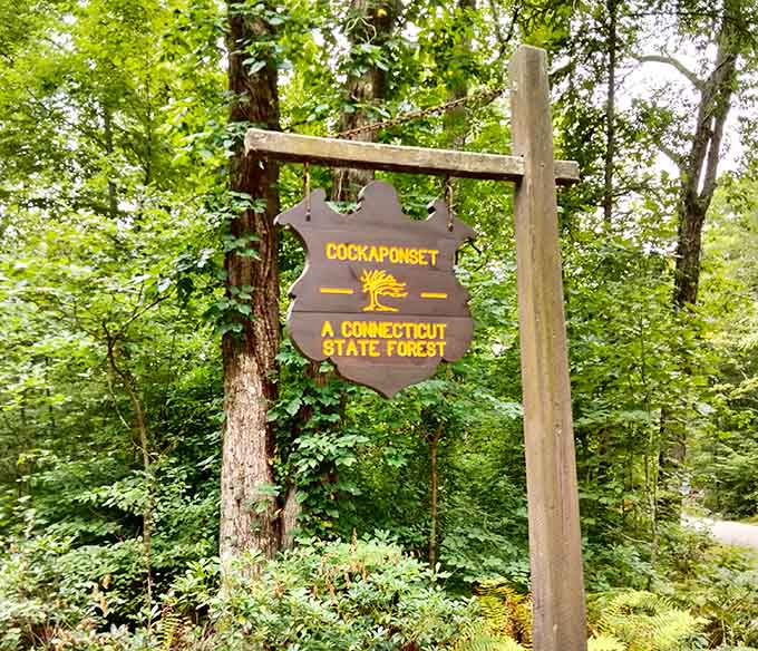 The welcoming forest signage confirms you've arrived at one of Connecticut's best-kept natural secrets finally.