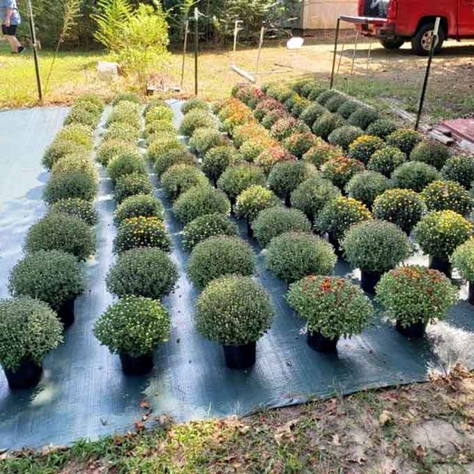 Potted plants lined up like green soldiers ready to transform your sad patio into an actual garden oasis.