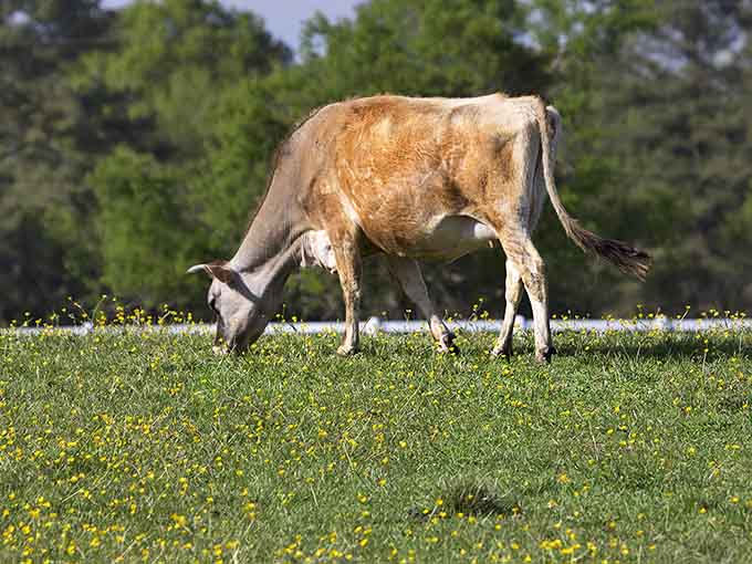 Wildlife grazing peacefully near the roadside reminds you that you're a guest in their home, not vice versa.