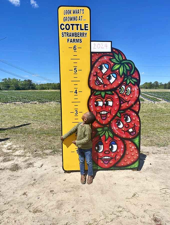 Measure your height against a stack of cheerful strawberries, because why should kids have all the fun?