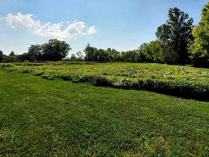 Wide open berry fields stretching across the property, waiting for eager pickers to arrive.
