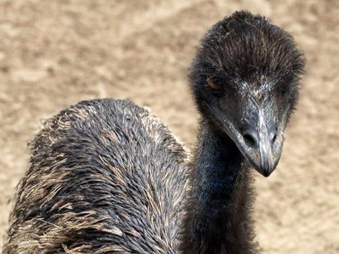 The emu's intense gaze suggests it's either deeply philosophical or plotting to steal your car keys, and honestly, it could go either way.