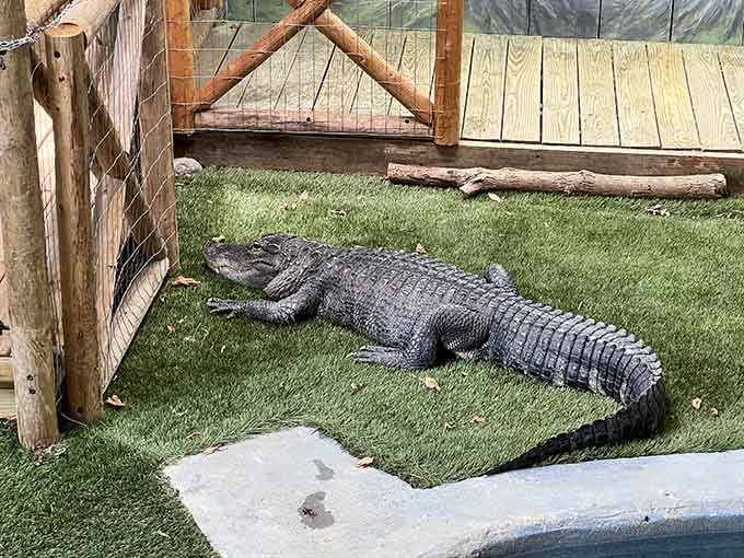 This alligator lounging on the grass reminds you why Florida retirement communities have those warning signs everywhere.