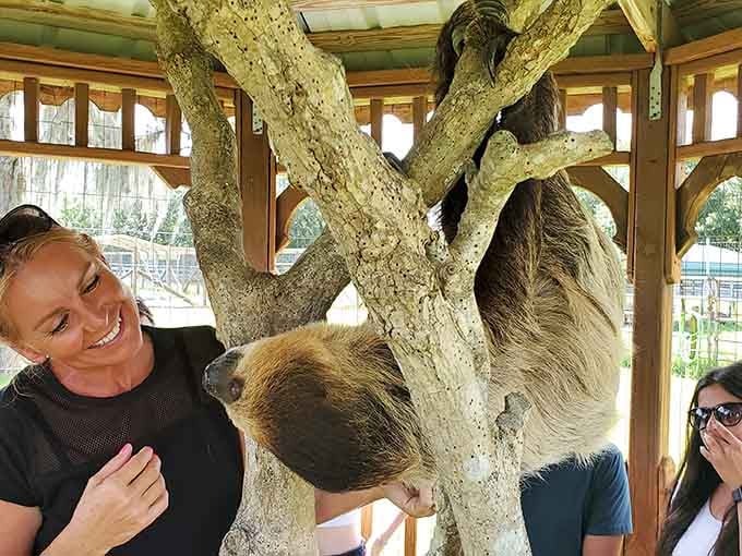 That moment when a sloth hangs upside down and everyone forgets how to use their cameras from pure excitement.