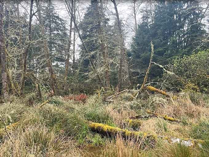 The forest slowly reclaims what humans built, one fern and moss patch at a time, in nature's longest-running renovation project.