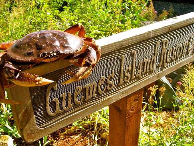 Even the crabs here know they've found paradise, posing proudly on the Guemes Island Resort sign like tiny ambassadors.