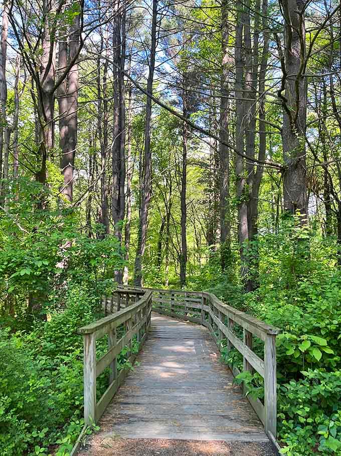 This wooden boardwalk through green forest is basically nature's red carpet, accessible and welcoming to all.