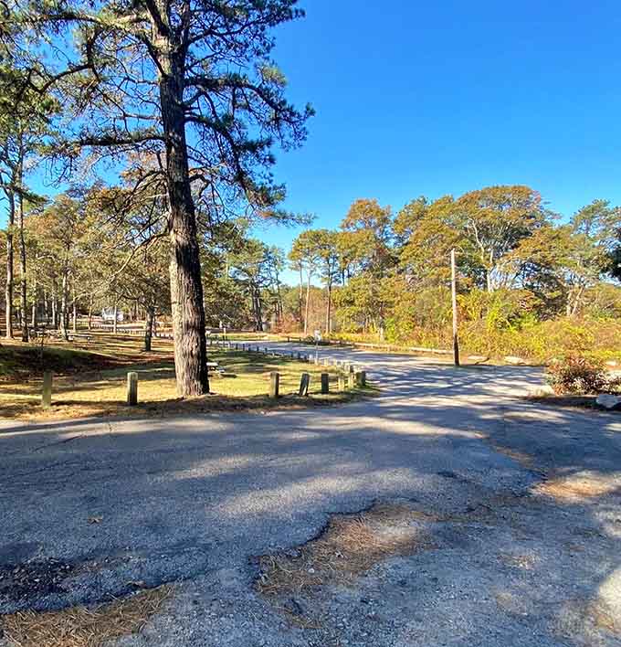 The parking area's peaceful setting suggests you've arrived somewhere special, not just another crowded beach lot.