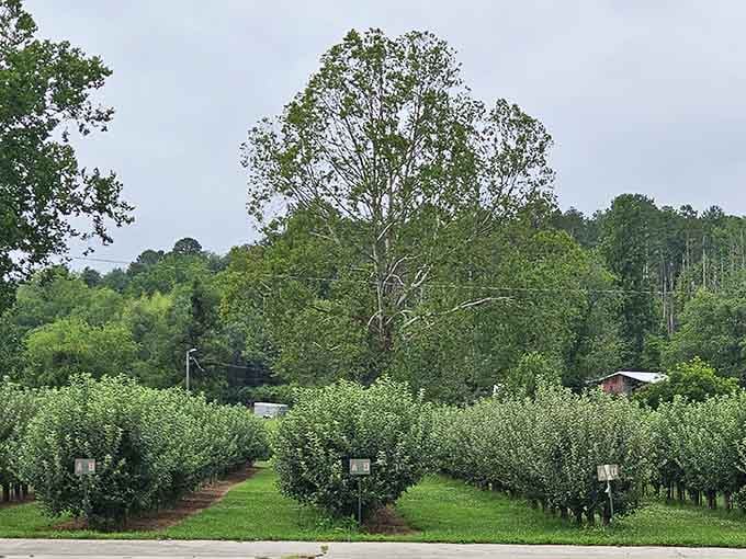 Neat orchard rows stretch toward forested mountains, showing where your fresh apples actually come from originally.