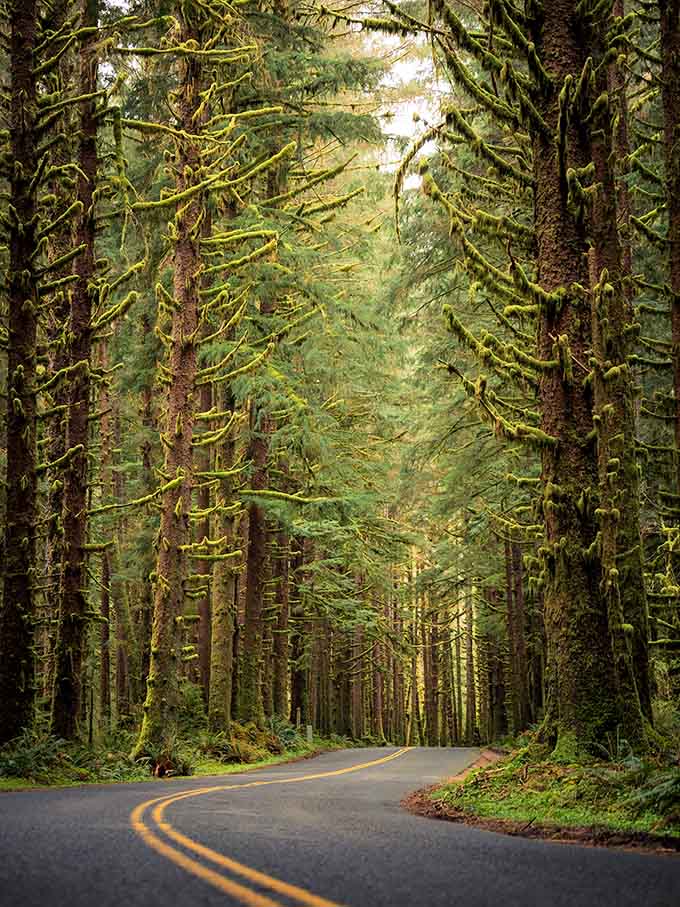 Upper Hoh Road curves through a cathedral of moss-covered trees, the kind of drive that makes you forget your GPS entirely.