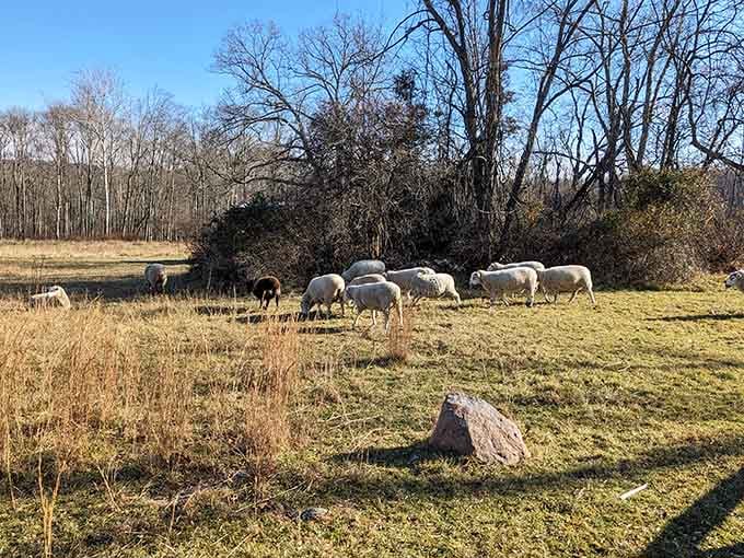 Sheep graze peacefully on the grounds, adding pastoral charm to this former hub of industrial activity.