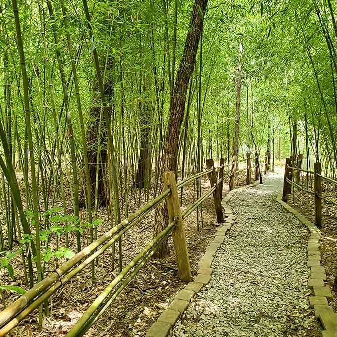 Monte Sano State Park's bamboo-lined trails transport you to another world, just minutes from downtown civilization.