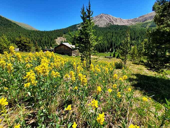 Wildflowers now bloom where miners once cursed the altitude, proving nature always gets the last laugh.