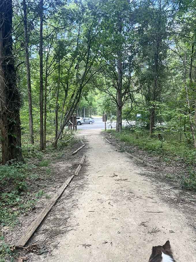 Tree-lined approach leads toward the trailhead parking area, where civilization meets wilderness in perfect, peaceful harmony.