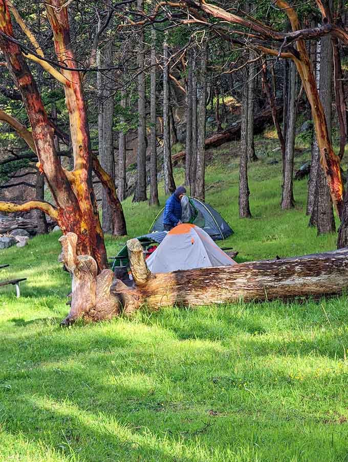 Camping among twisted madrone trees feels like stepping into a Pacific Northwest fairy tale.
