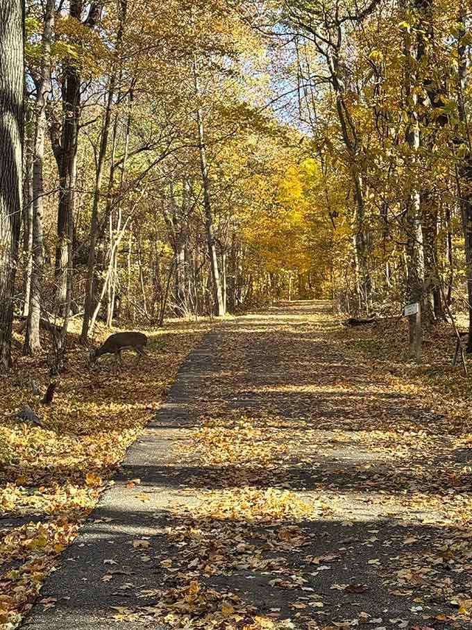Fall's golden hour turns ordinary paths into scenes worthy of framing, with deer providing the perfect finishing touch.
