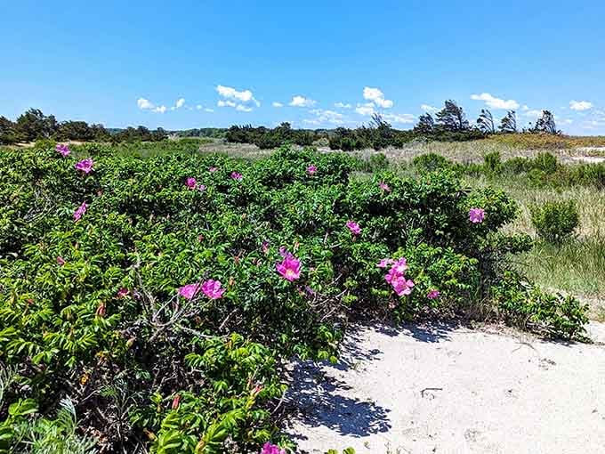 Beach roses add splashes of pink color, proving nature has better decorating taste than most.