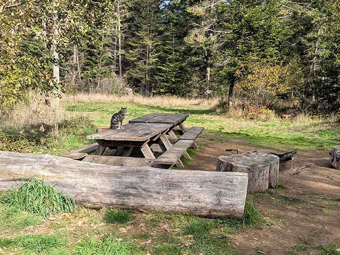 Picnic tables with a view that'll make your sandwich taste better than any five-star restaurant meal.
