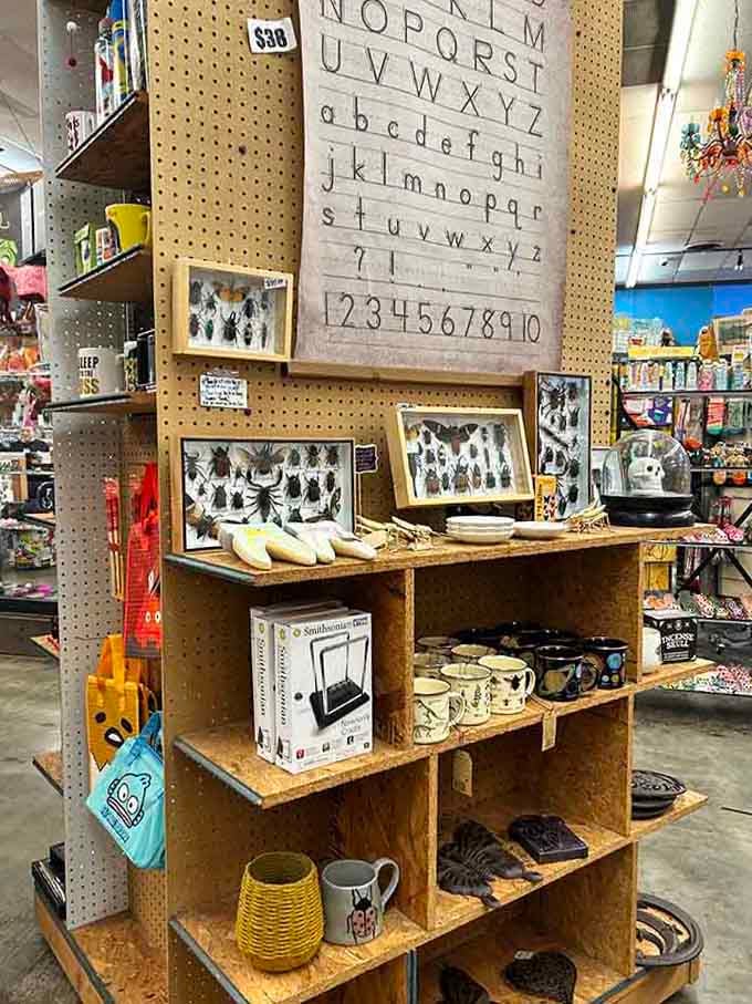 That vintage alphabet chart hangs above curiosities, reminding us that even letters can be decorative when properly appreciated.