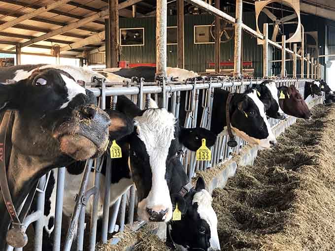 These ladies take their job seriously, producing the high-quality milk that becomes award-winning cheese you'll absolutely remember.