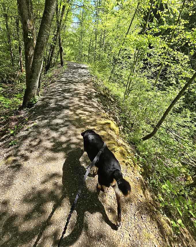 Even four-legged adventurers appreciate these well-maintained trails that wind through pristine Appalachian wilderness.
