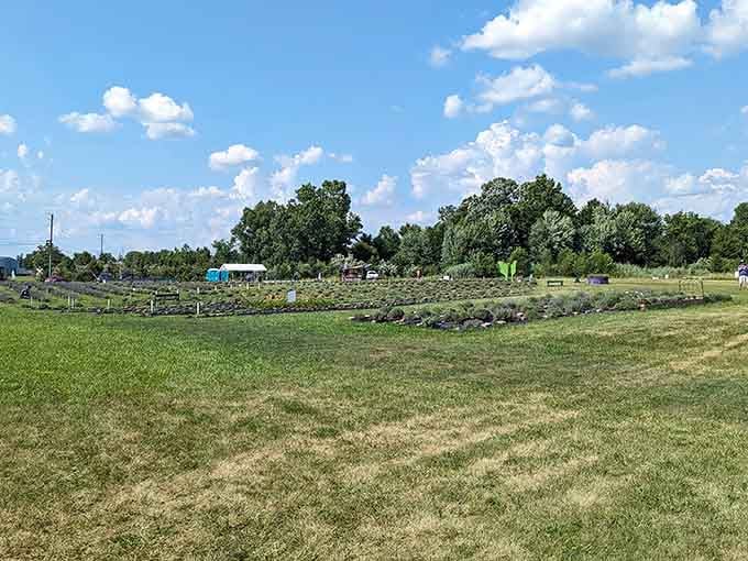 The full farm view showing just how much purple paradise awaits your visit and camera roll.