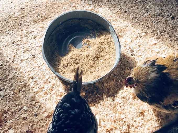 Even the chickens get in on the action here, pecking around their area like they own the place, which honestly they kind of do.