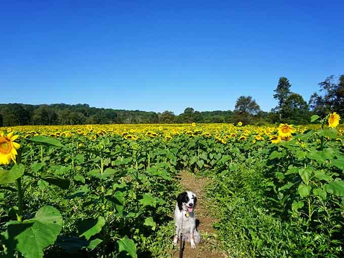 Four-legged friends welcome at this pastoral paradise where dogs and sunflowers coexist in perfect harmony together.
