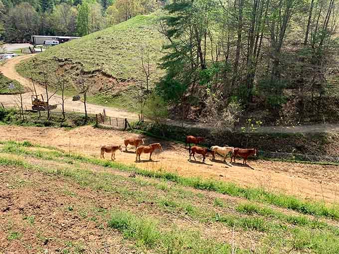 Horses waiting patiently demonstrate they've made this journey countless times, seasoned professionals at mountain gem mining.