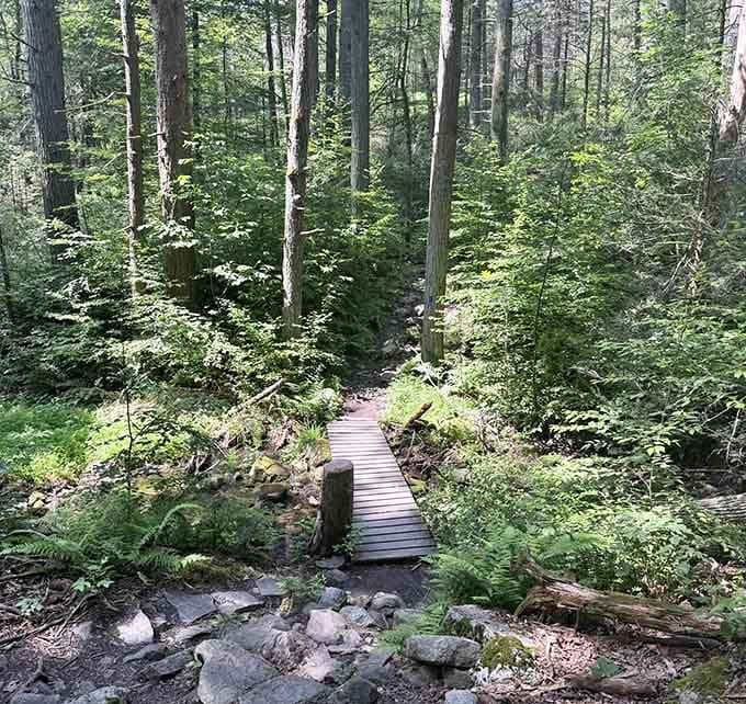 Wooden bridges guide you through lush forest sections, proving that even easy trails can feel like proper adventures.