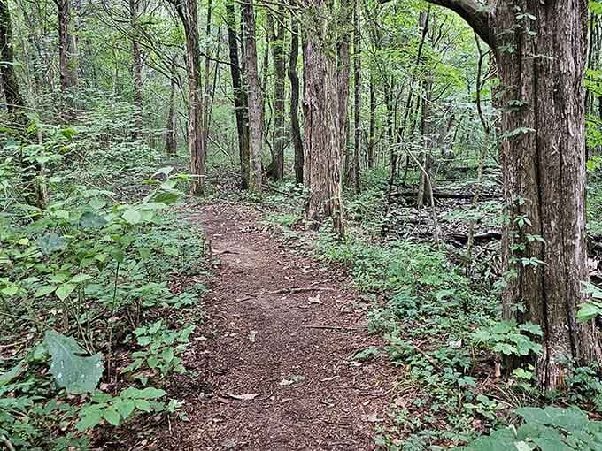 Well-worn paths through verdant forest promise the kind of journey that makes the destination even sweeter.
