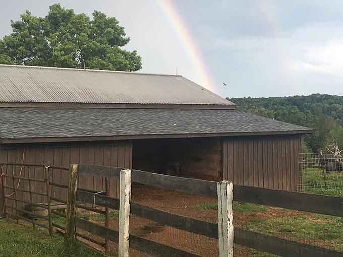 The classic barn stands ready to welcome visitors into a world where llamas reign as hiking royalty.