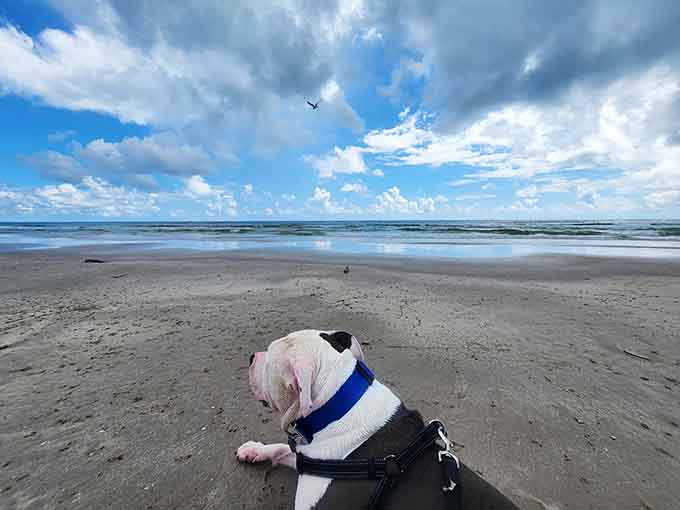 Four-legged beach lovers approve of this spot too, because dogs know quality when they sniff it, trust me on this.