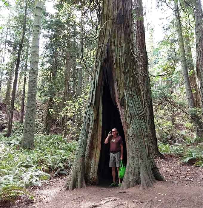 When a tree trunk is big enough to stand inside, you realize how small your problems really are.