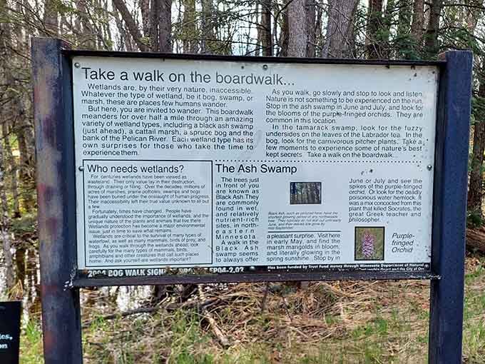 Detailed interpretive panels share wetland wisdom, explaining why these soggy spots matter more than you'd think.