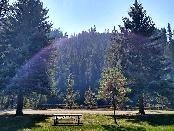 Morning mist rises through the pines like nature's own special effects, no Hollywood budget required for this show.