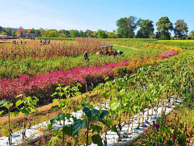 Farm fields bursting with color remind you that New Jersey grows more than just attitude and traffic jams.