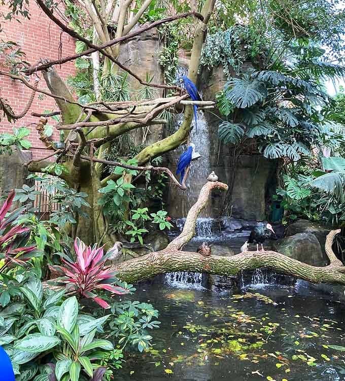 A waterfall, hyacinth macaws perched overhead, and tropical plants everywhere you look. This rainforest exhibit has absolutely no business being this beautiful.